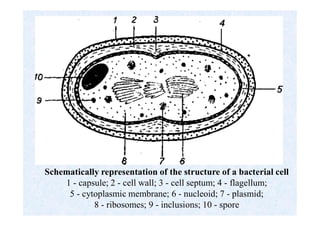 Bacterial ultrastructure. Complex methods of staining (1).pdf