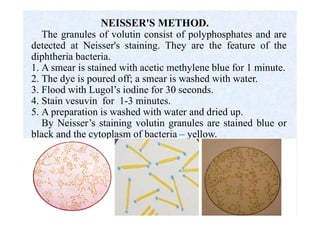 Bacterial ultrastructure. Complex methods of staining (1).pdf