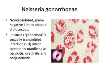 Bacterial Vaginosis & Gonococcal infection.pptx