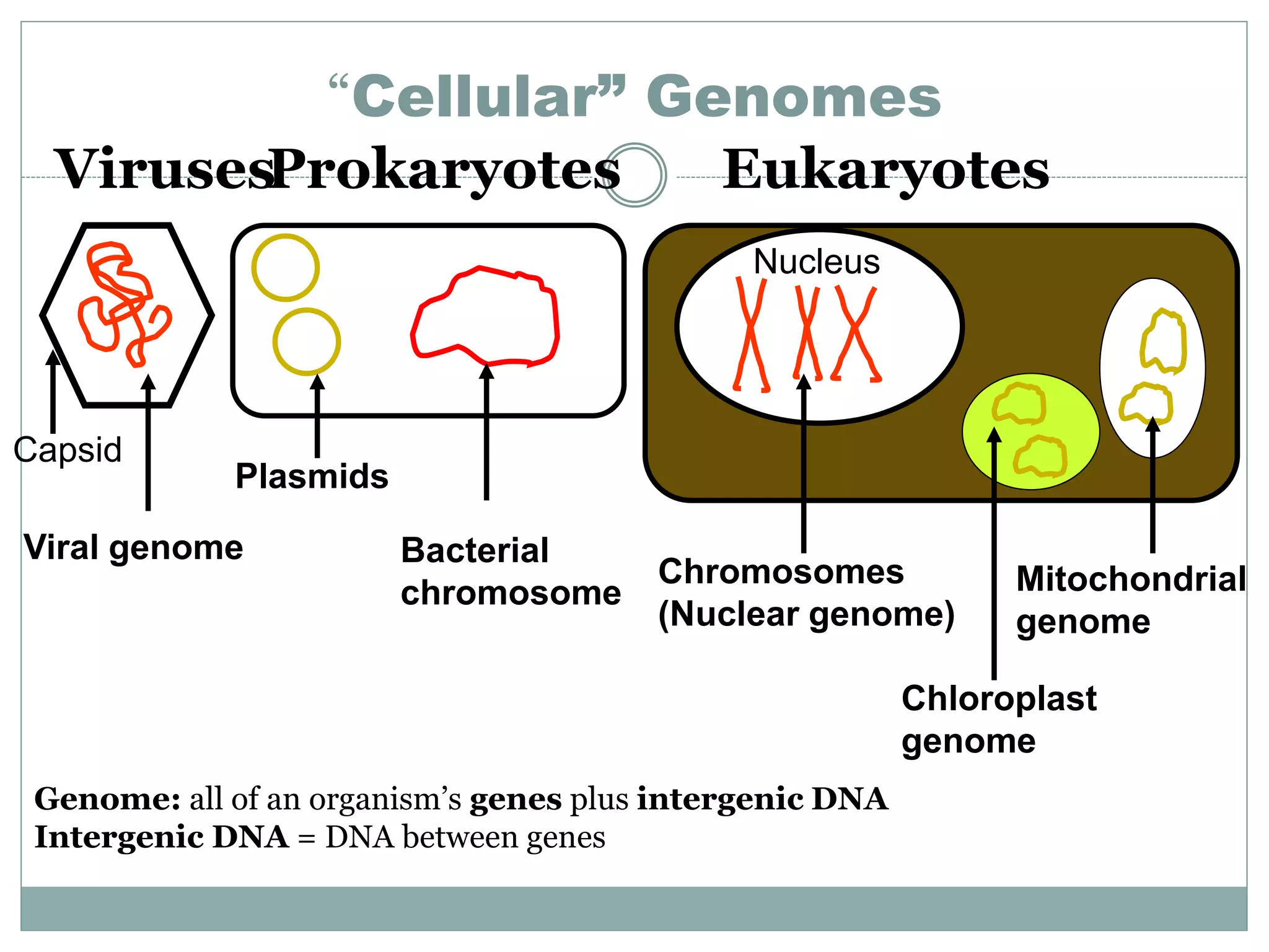 Bacterial, viral genome organisation | PPTX