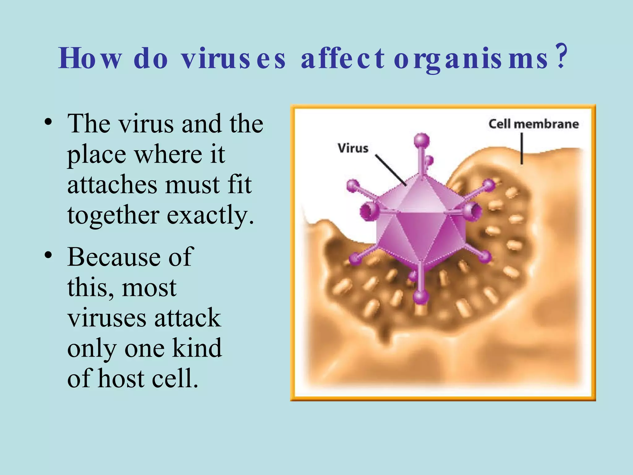 Bacterial & Viral Reproduction | PPT