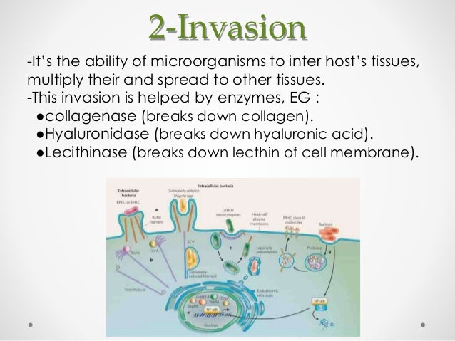 Bacterial virulence factors