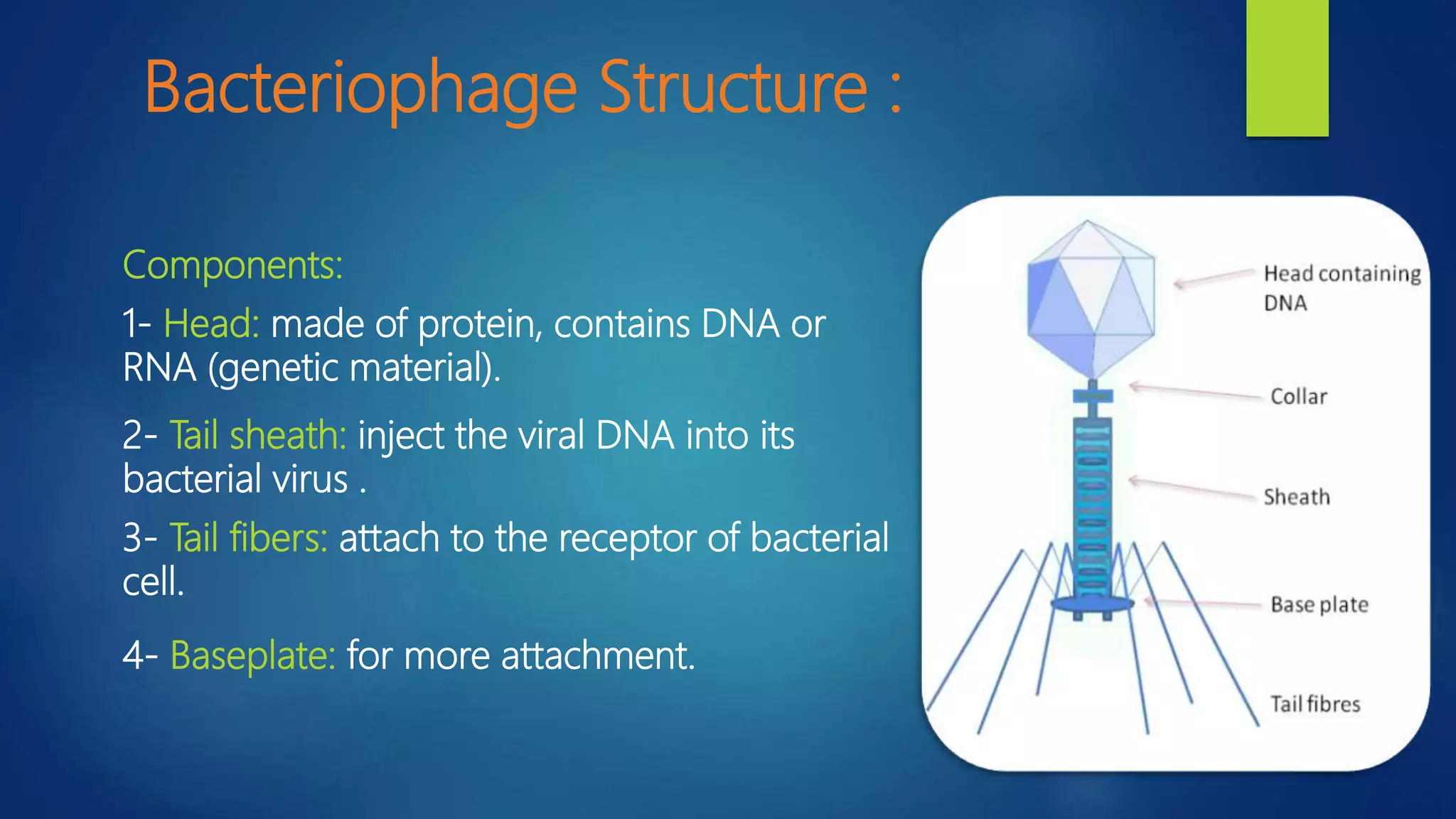 Bacterial virus (Bacteriophage) | PPTX | Genetics | Science