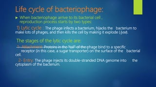 Bacterial virus (Bacteriophage) | PPTX | Genetics | Science