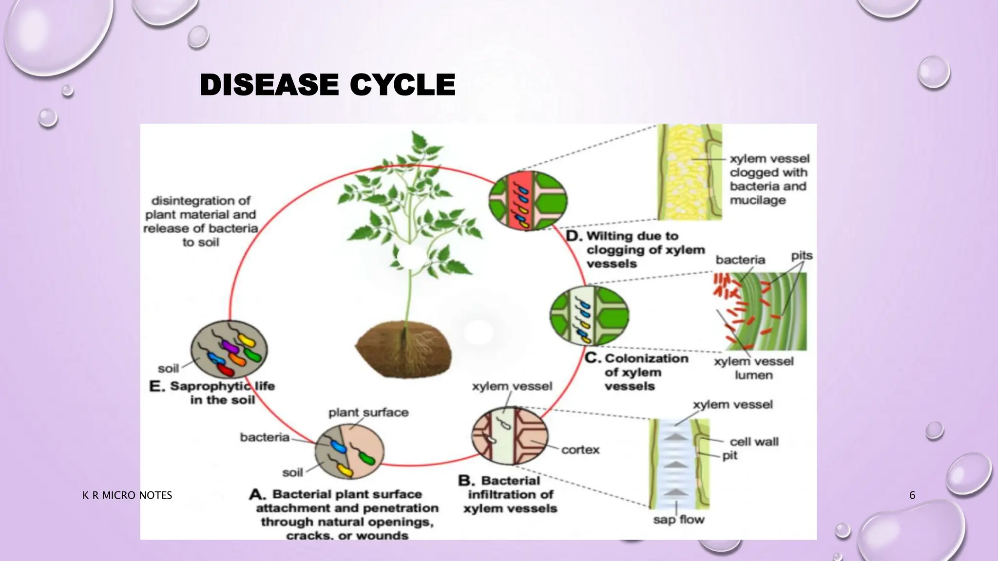 Bacterial wilt and bacterial blight of rice K R.pptx