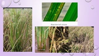 Bacterial wilt and bacterial blight of rice K R.pptx
