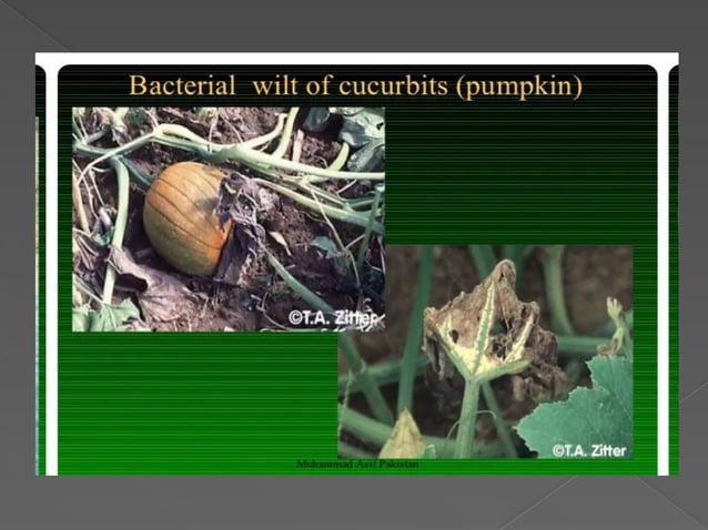 BACTERIAL WILT OF CUCURBIT( 190843).pptx