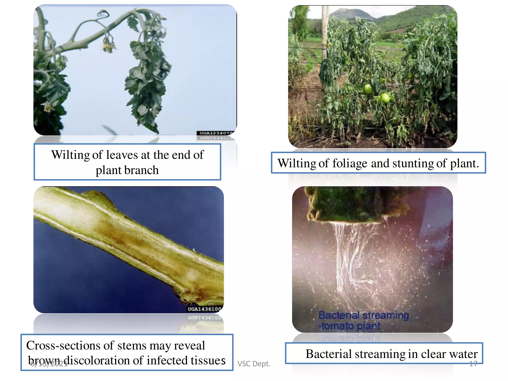 Bacterial wilt resistance breeding in brinjal | PDF