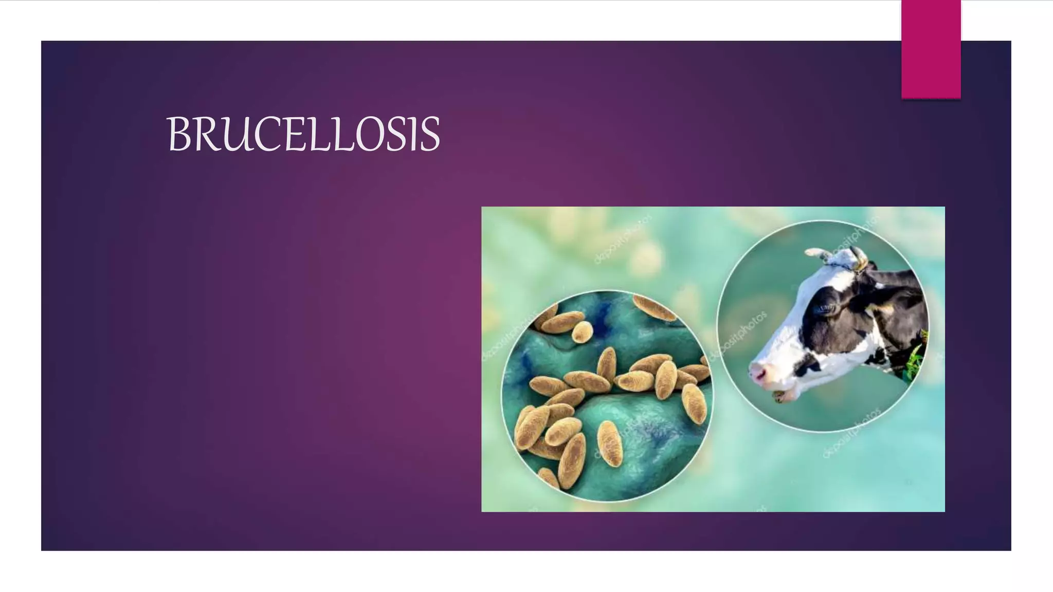 BACTERIAL ZOONOSES.pptx