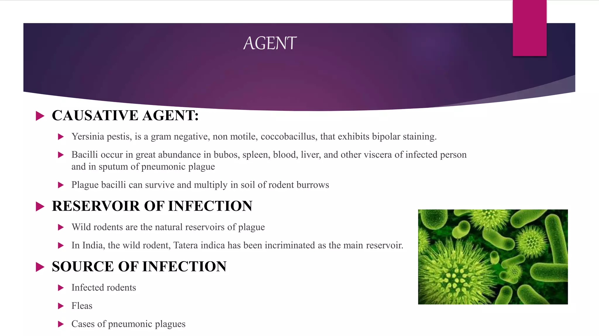 BACTERIAL ZOONOSES.pptx | Infectious Diseases | Diseases and Conditions