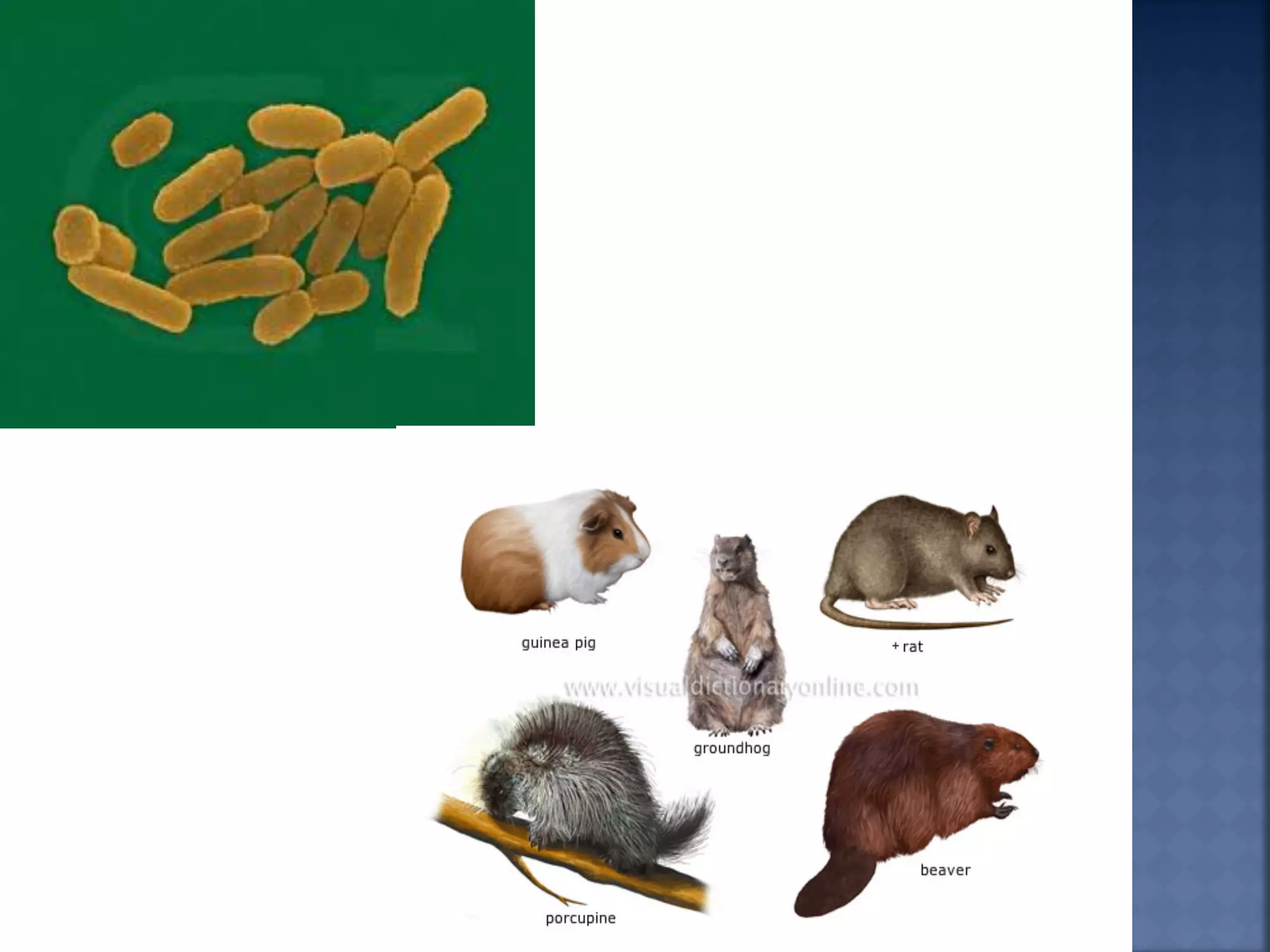 Bacterial zoonosis - Plague | PDF | Infectious Diseases | Diseases and ...