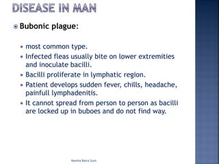 Bacterial zoonosis - Plague | PDF | Infectious Diseases | Diseases and ...