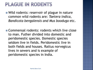 Bacterial zoonosis - Plague | PDF | Infectious Diseases | Diseases and ...