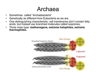 Bacteria Introduction | PPT