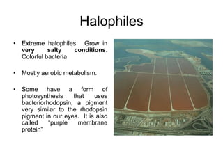 Bacteria Introduction | PPT