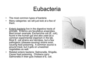 Bacteria Introduction | PPT