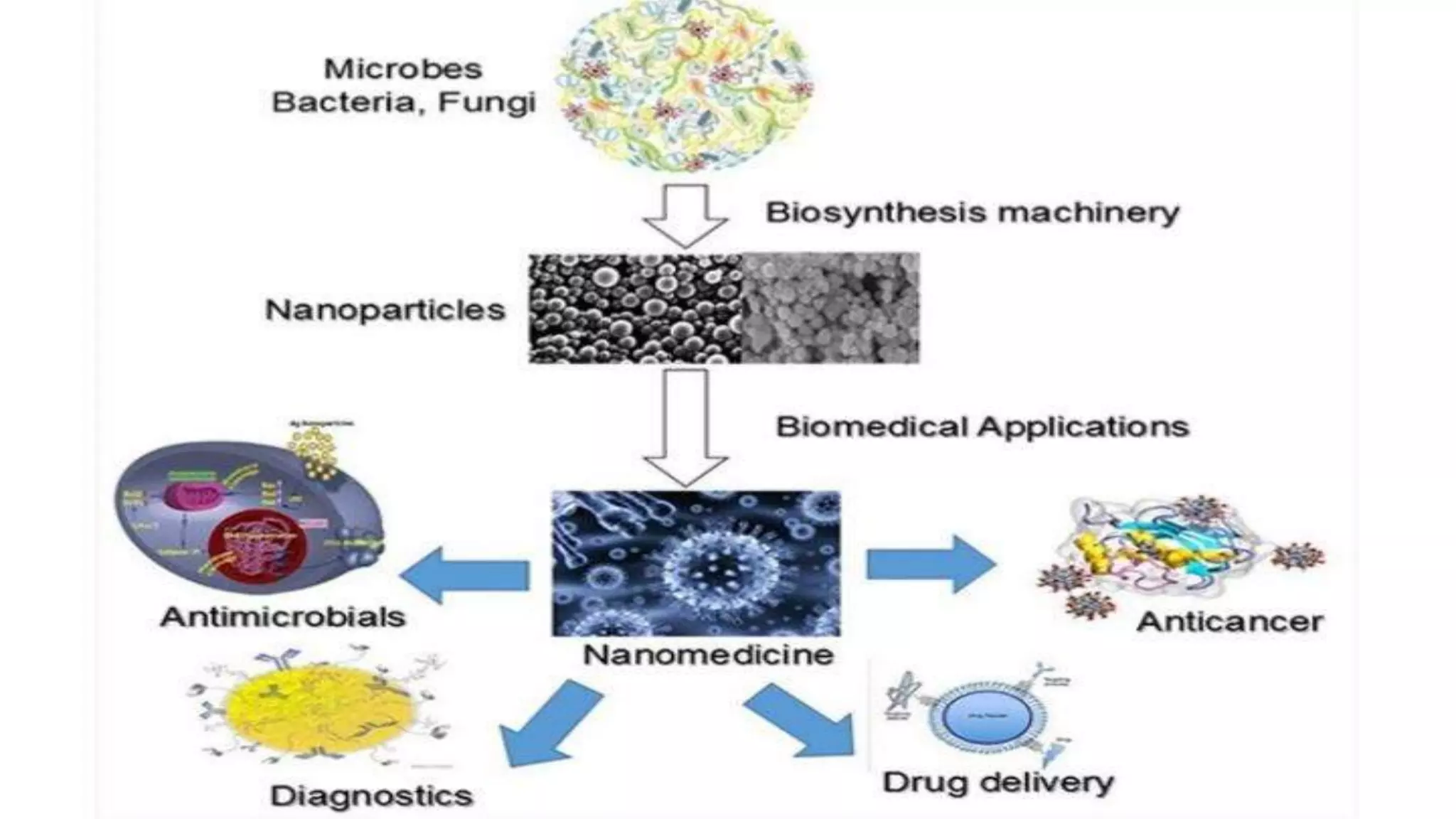 Bacteria mediated nanoparticles_synthesis[1] | PPTX