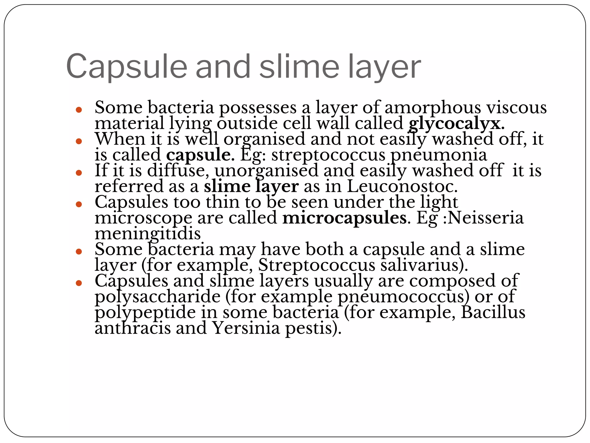BACTERIA MORPHOLOGY-1.pptx