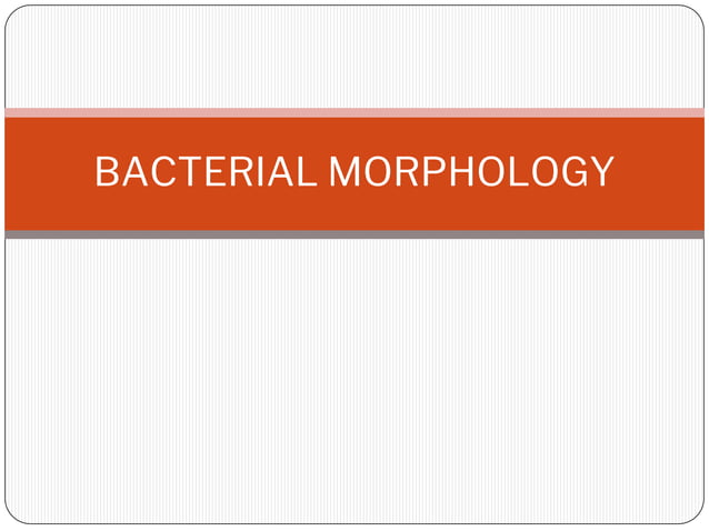 BACTERIA MORPHOLOGY-1.pptx