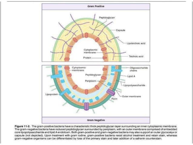 BACTERIA MORPHOLOGY-1.pptx