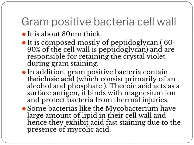 BACTERIA MORPHOLOGY-1.pptx
