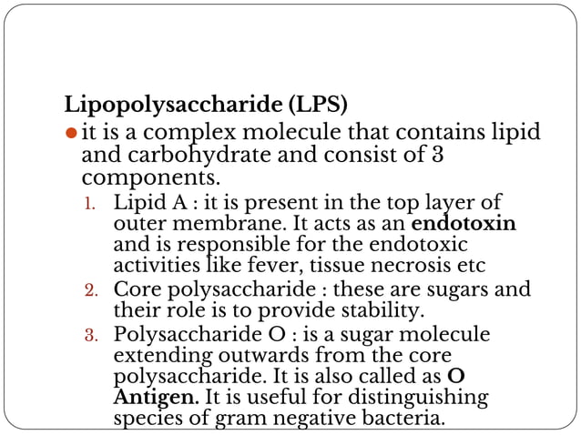 BACTERIA MORPHOLOGY-1.pptx