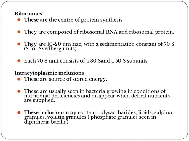 BACTERIA MORPHOLOGY-1.pptx