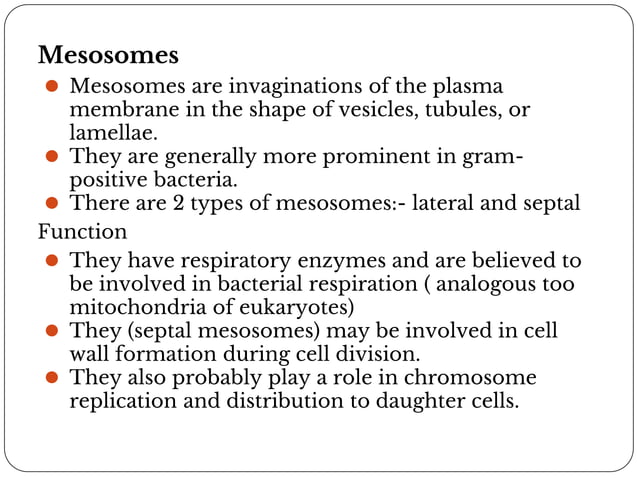 BACTERIA MORPHOLOGY-1.pptx