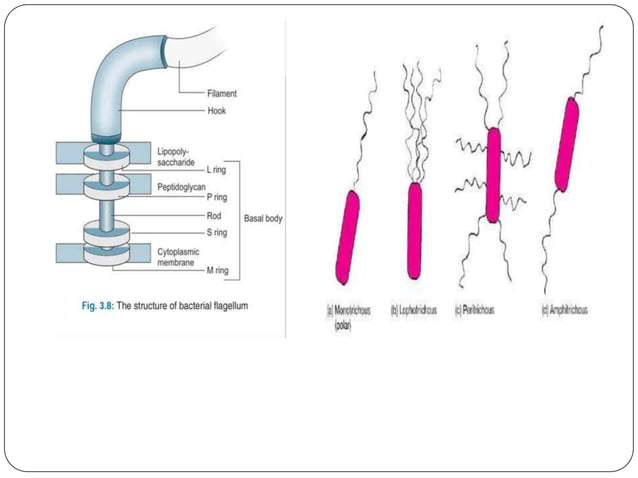 BACTERIA MORPHOLOGY-1.pptx