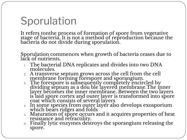BACTERIA MORPHOLOGY-1.pptx