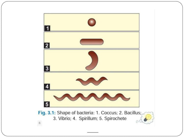 BACTERIA MORPHOLOGY-1.pptx