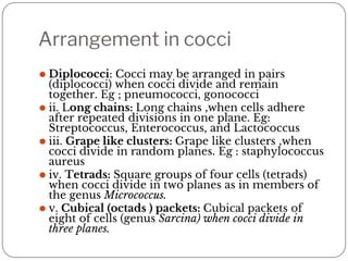 BACTERIA MORPHOLOGY-1.pptx