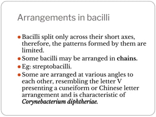 BACTERIA MORPHOLOGY-1.pptx