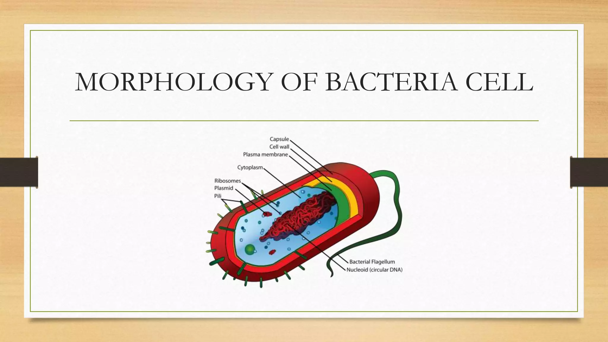 Bacteria morphology | PPTX