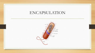 Bacteria morphology | PPTX
