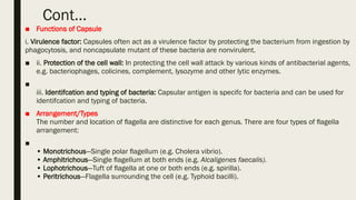 BACTERIA MORPHOLOGY and characterization | PPTX
