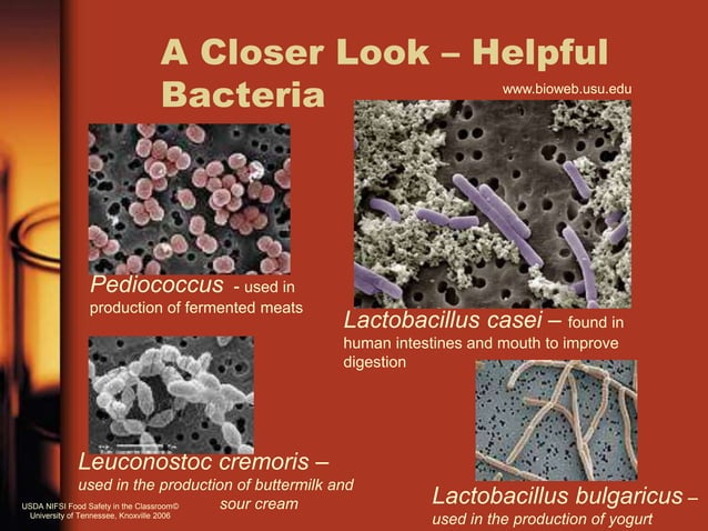 Bacteria notes presentation | PPT