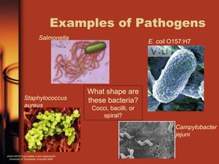 Bacteria notes presentation | PPT