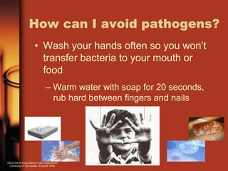 Bacteria notes presentation | PPT