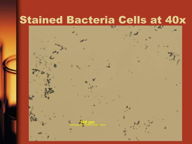 Bacteria notes presentation | PPT