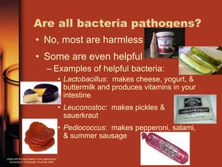 Bacteria notes presentation | PPT