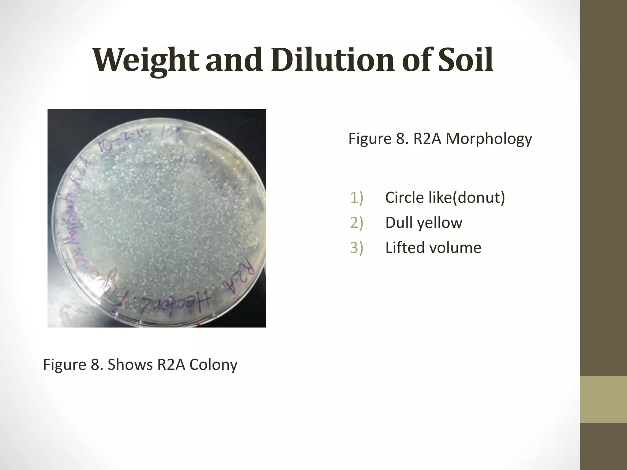 Bacteria Project | PPTX