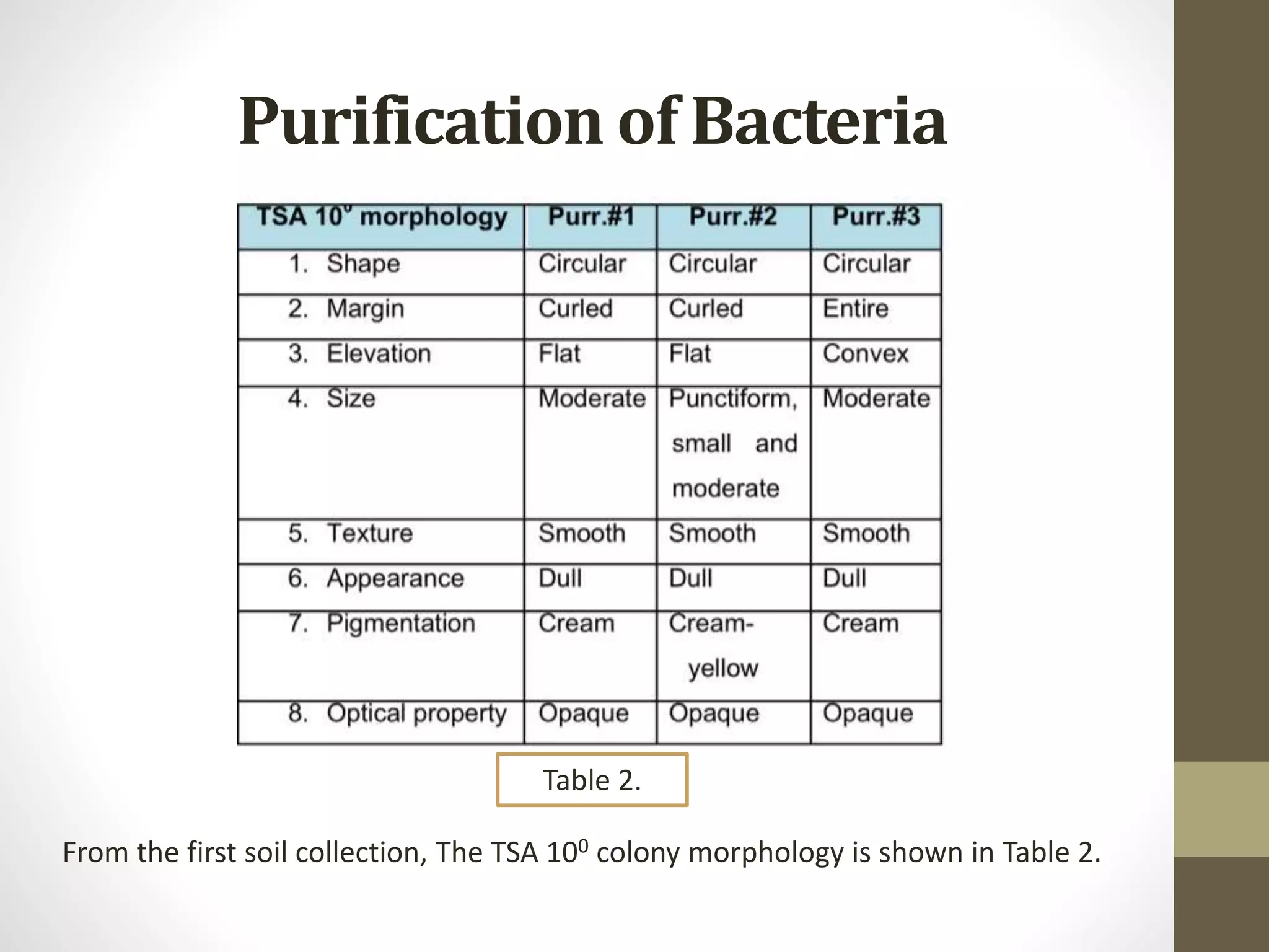 Bacteria Project | PPTX