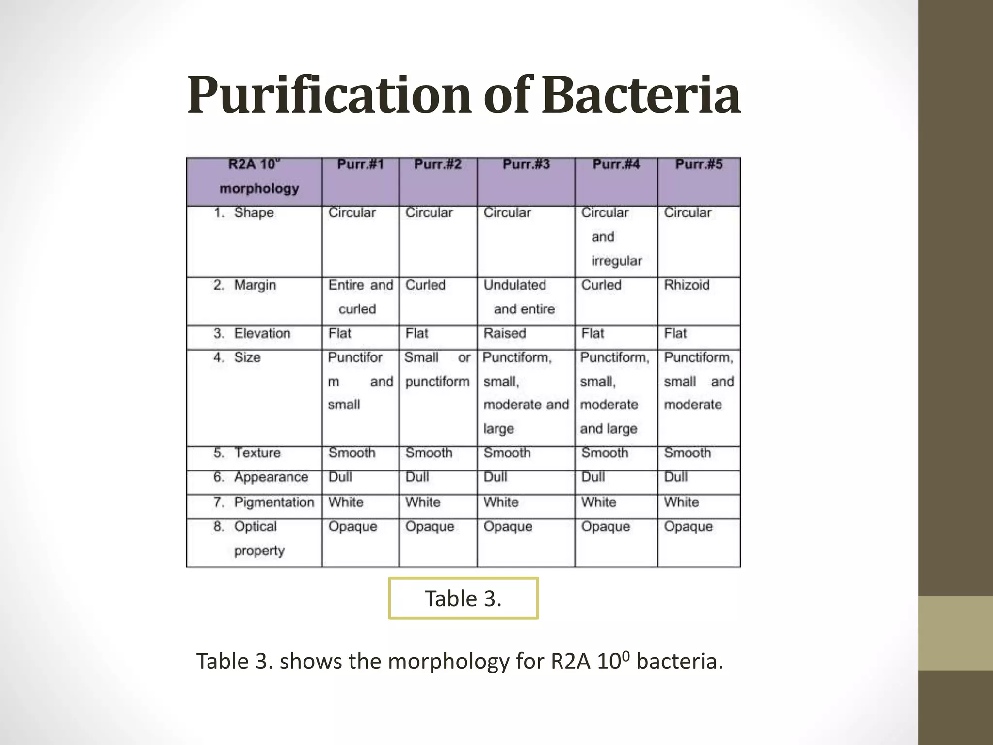 Bacteria Project | PPTX