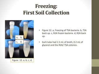 Bacteria Project | PPTX