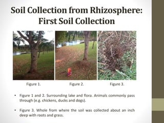 Bacteria Project | PPTX