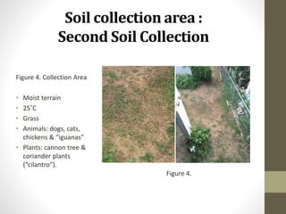 Bacteria Project | PPTX