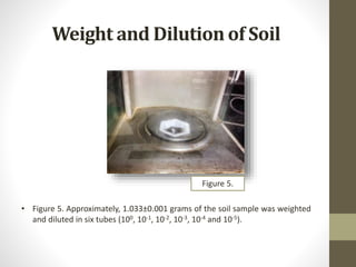 Bacteria Project | PPTX