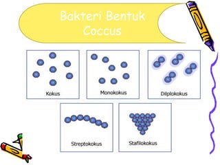 Bacteria, part one | PPT