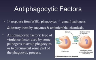 Bacteria Pathogenesis tugas kuliah fix.pptx